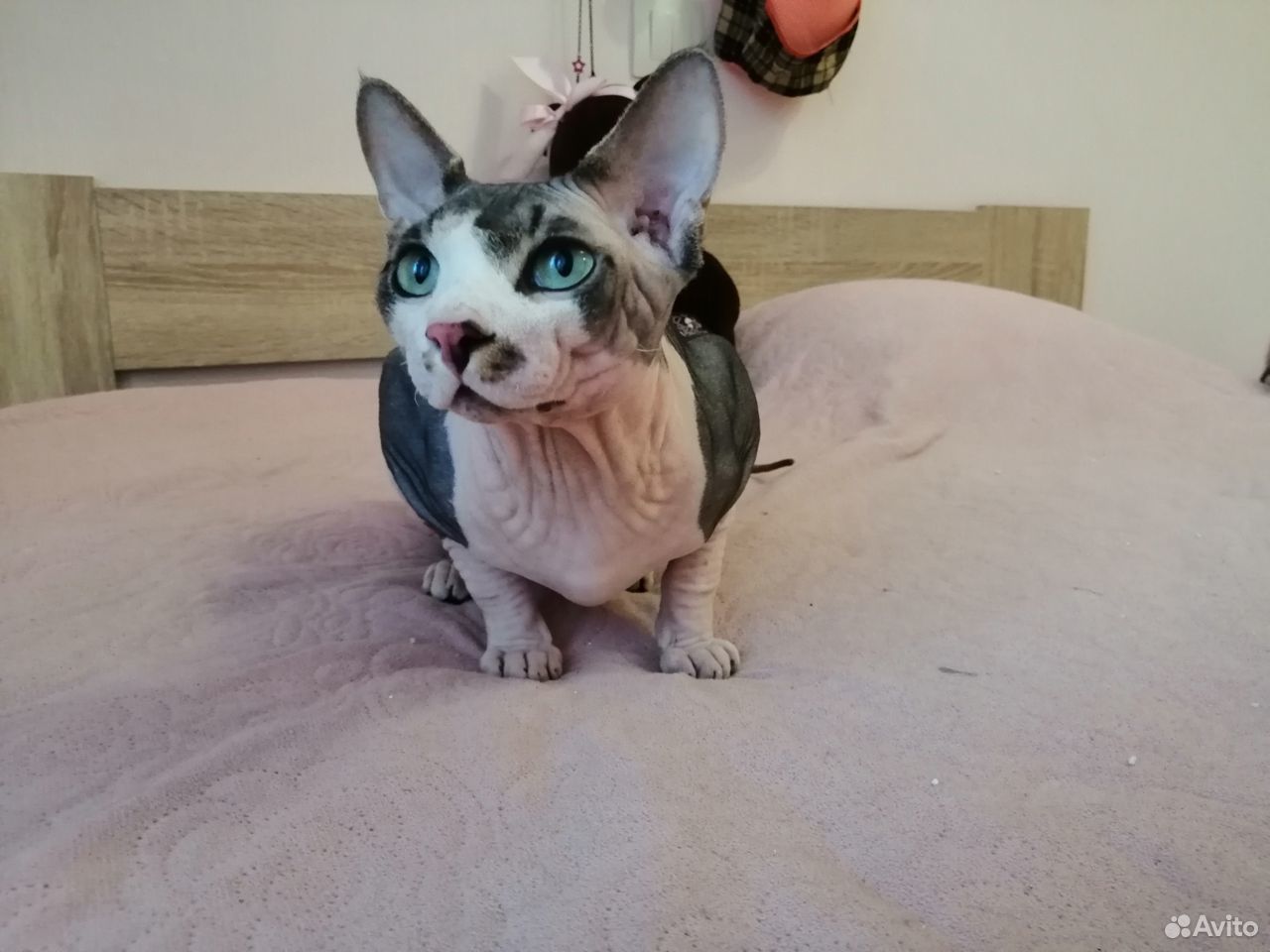 Вязка канадский сфинкс