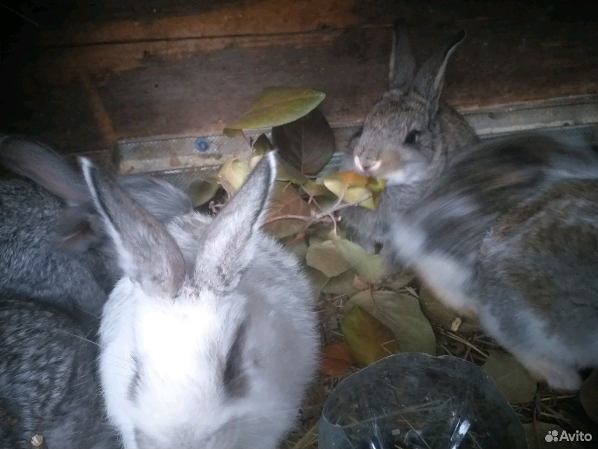 Кролчата. Родились 20 октября 19 года