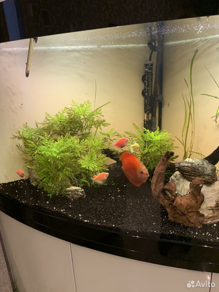 Аквариум с дискусами