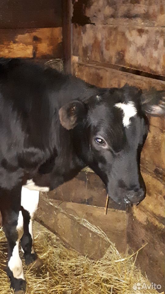 Продажа коров