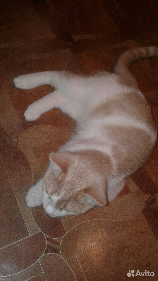 Котик