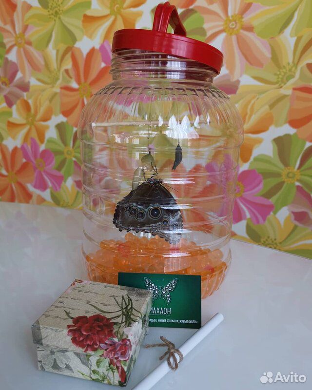 Бабочкарий