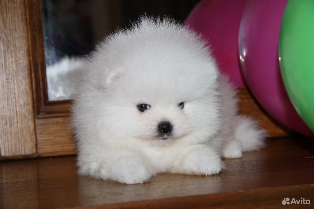 Мини Медвежонок