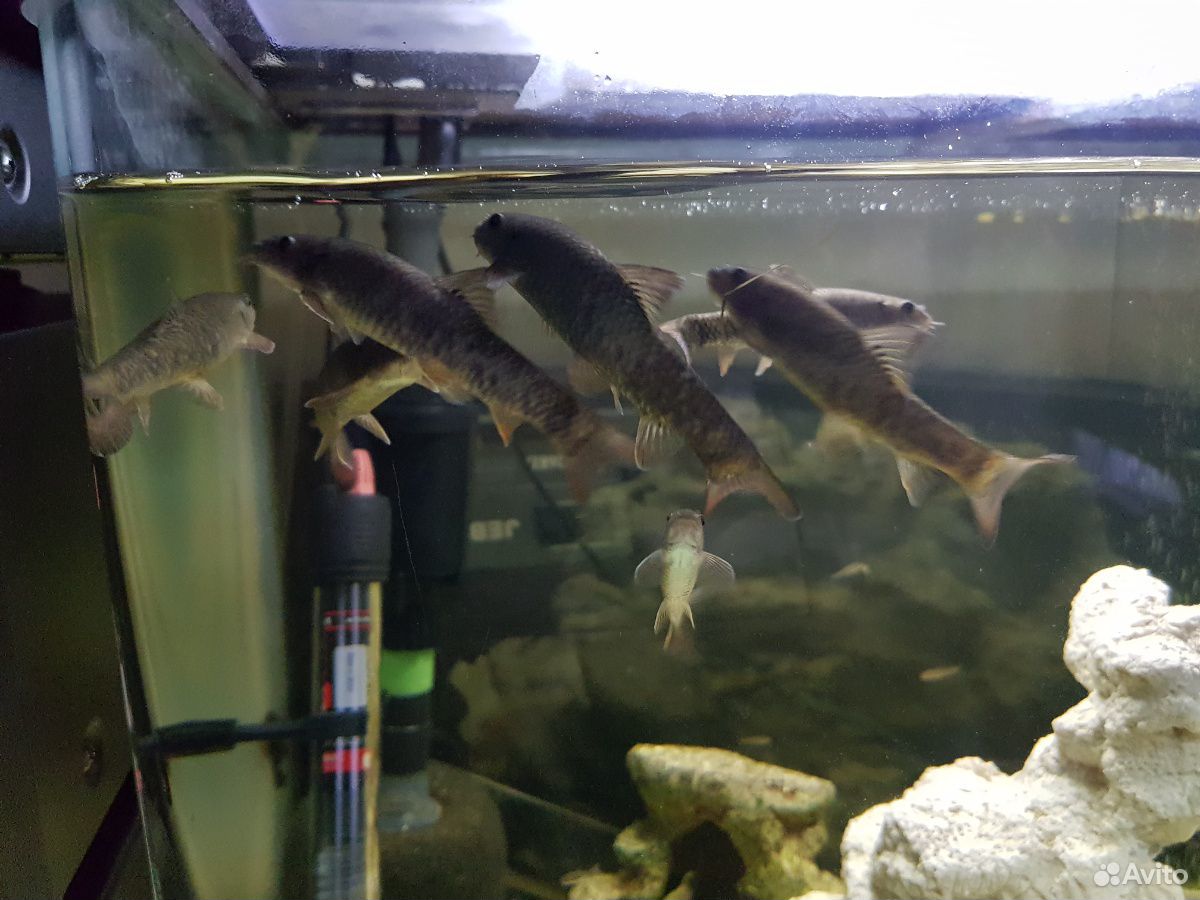 Малёк Гарра руфа