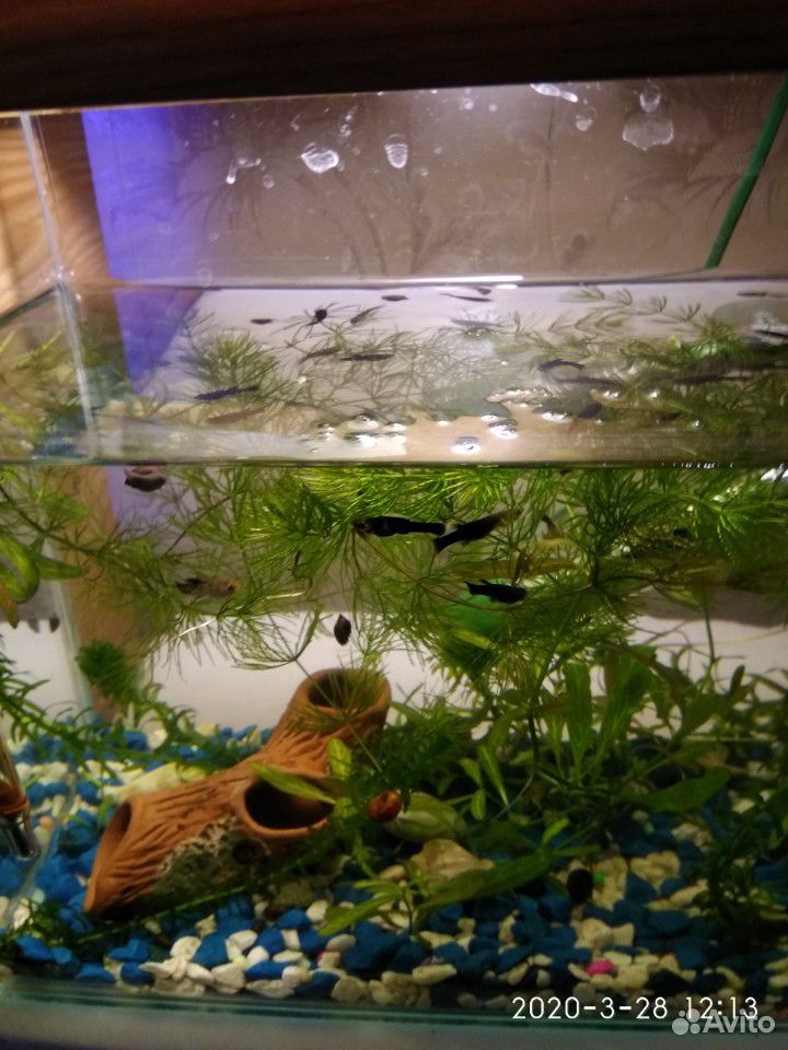 Мальки моллинезии