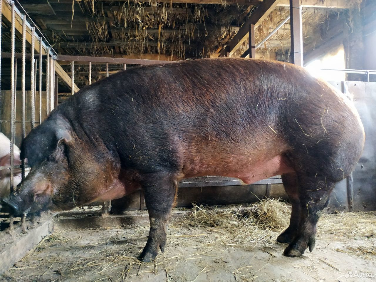 Рабочий хряк