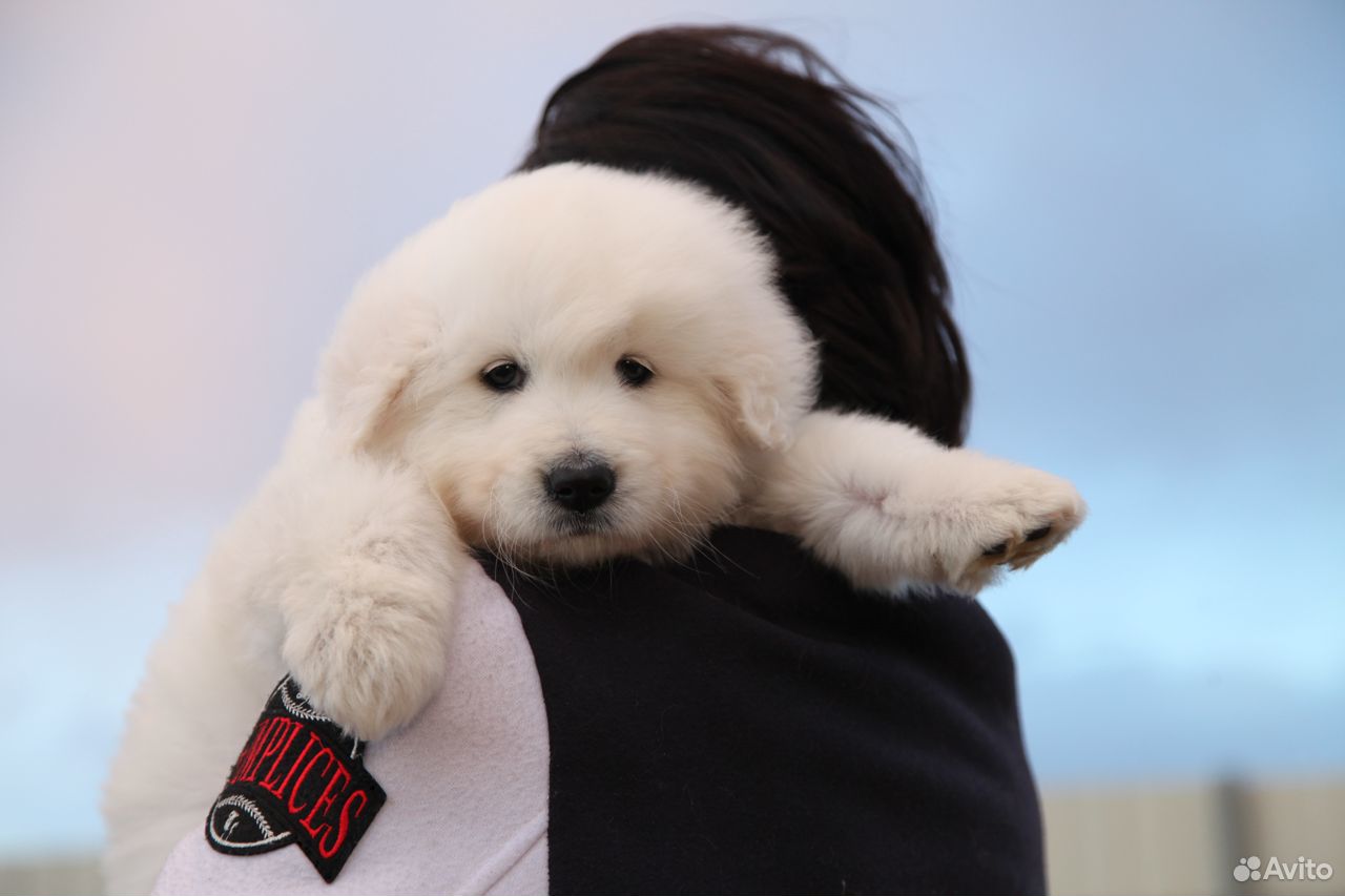 Девочка мареммо-абруцкой овчарки