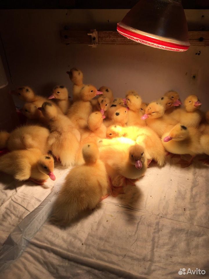 Утка Мулард (Франция)