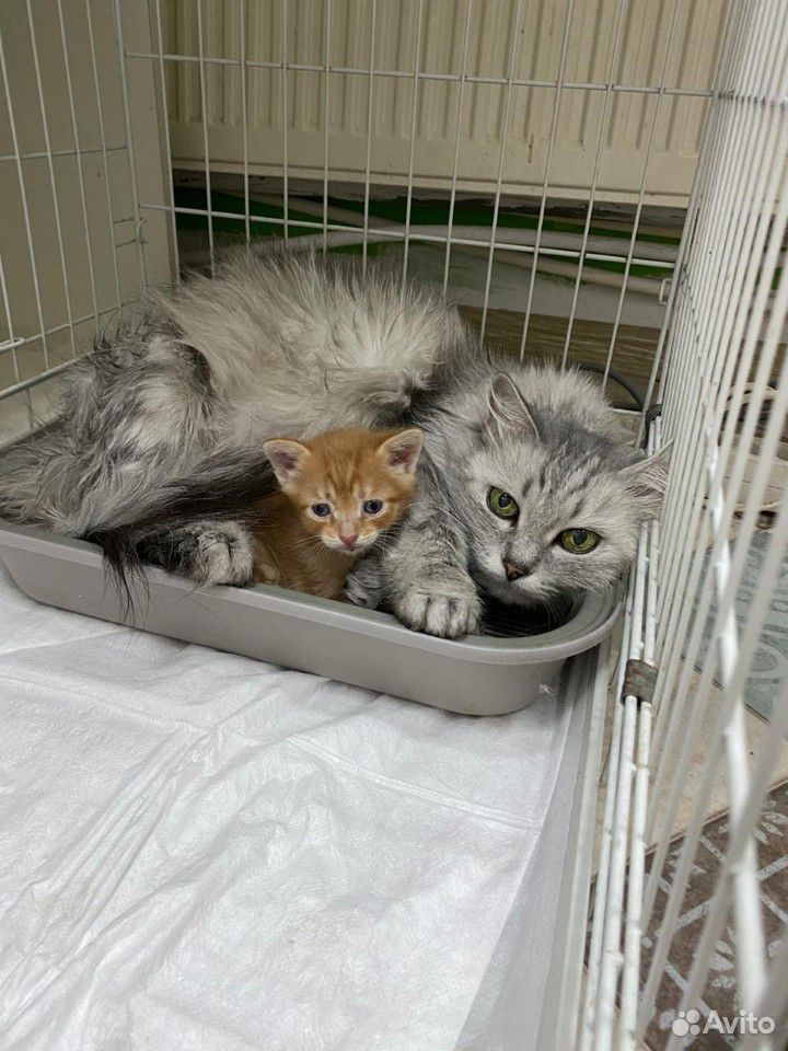 Котёнка и кошка в добрые руки