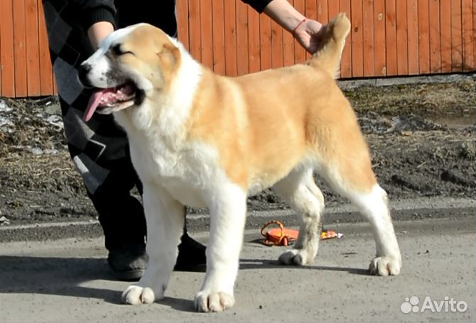Щенки среднеазиатской овчарки. Рыжики