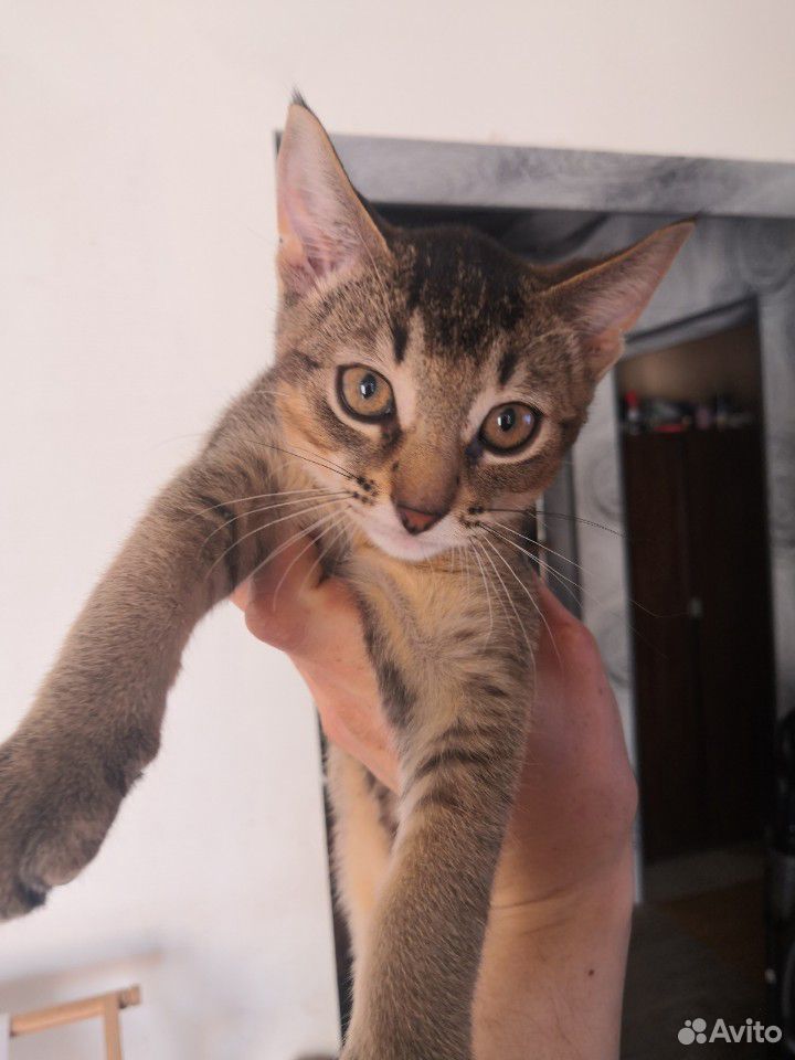 Абиссинская