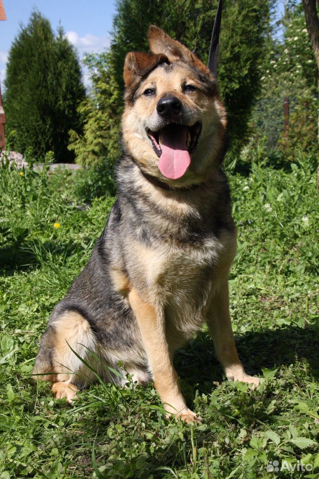 Рекс ищет дом