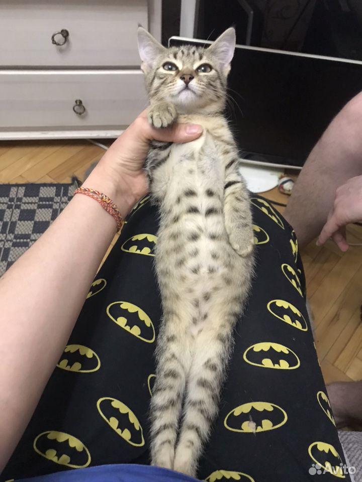 Отдам в добрые руки кошечку