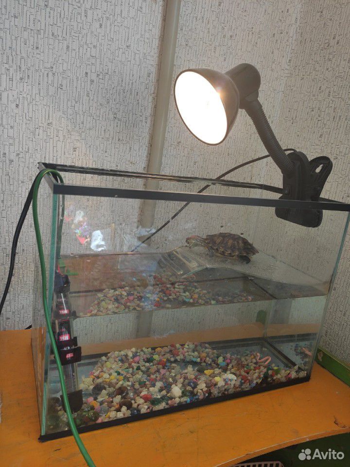 Продам черепашку с авариумом,фильтром, обогревом и