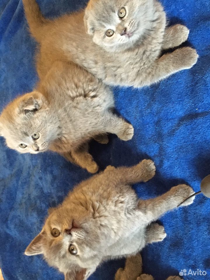 Британские котята