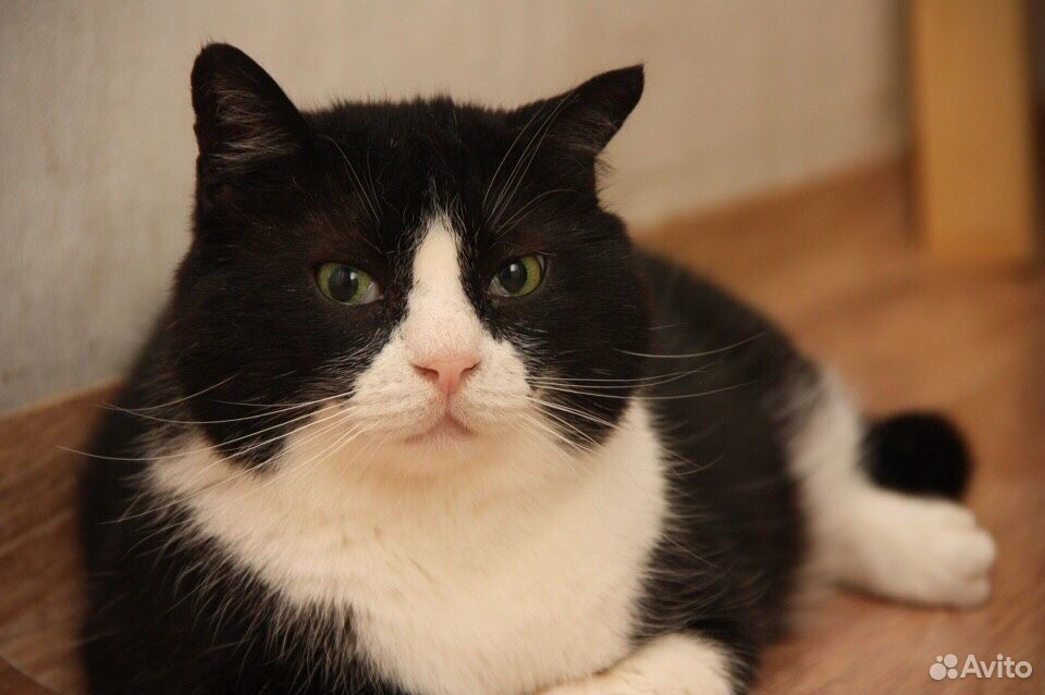 Кот в добрые ответственные руки