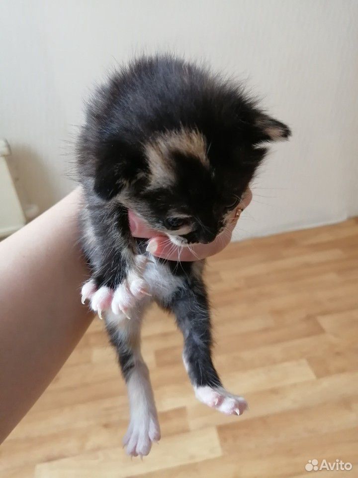 Котята в хорошие руки