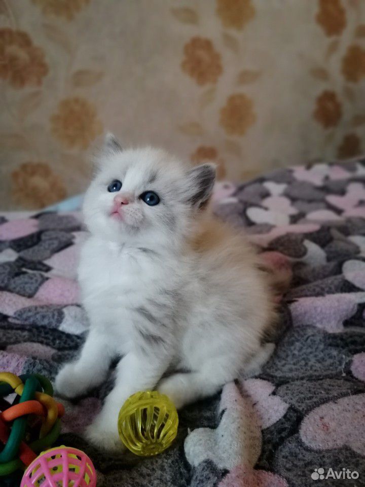 Милые куколки от шикарных родителей