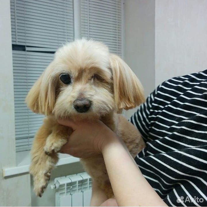 Собака Лора