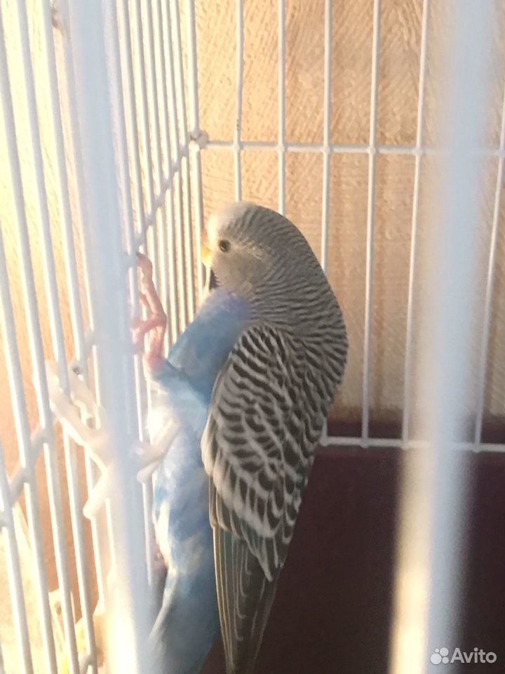 Пара волнистых попугаев