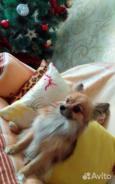 Ищем сучку для Вязка