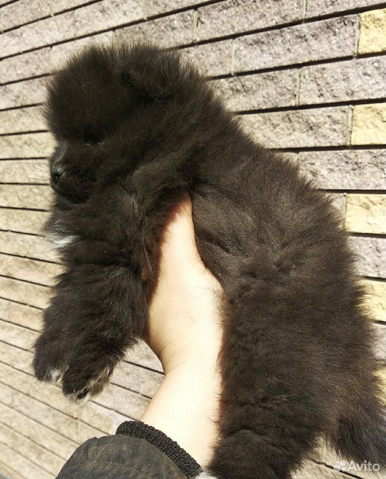 Черный пом шпиц девочки