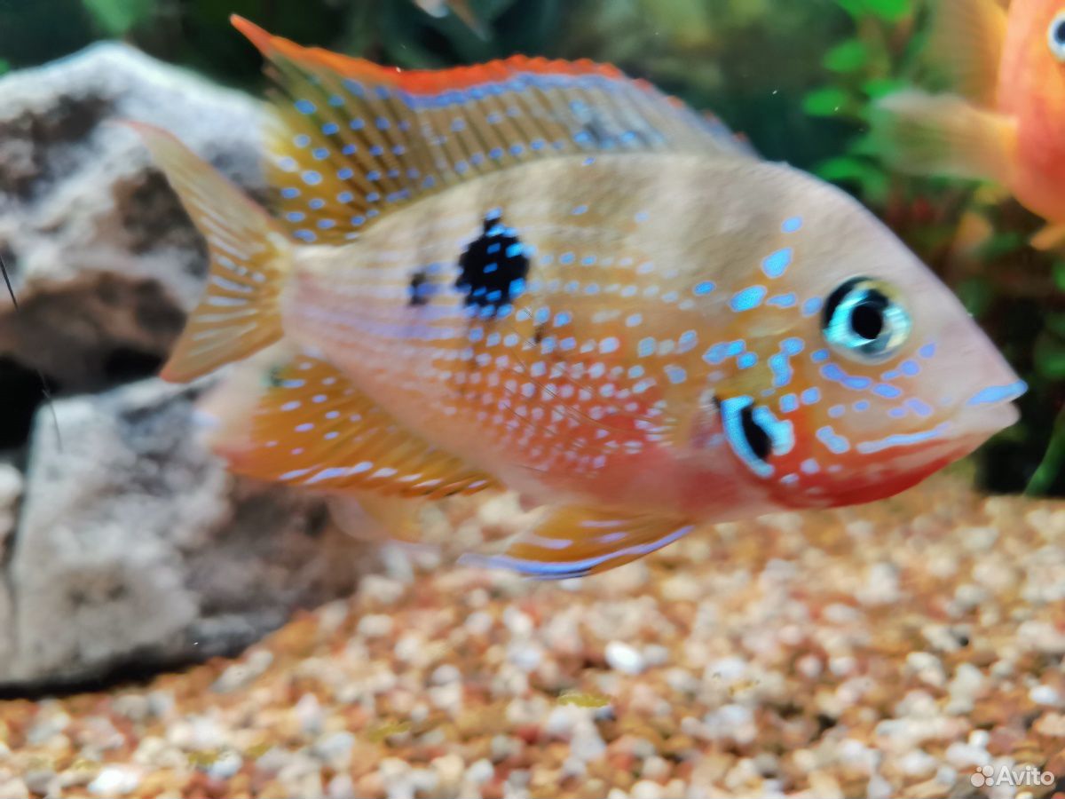 Цихлазома Эллиота