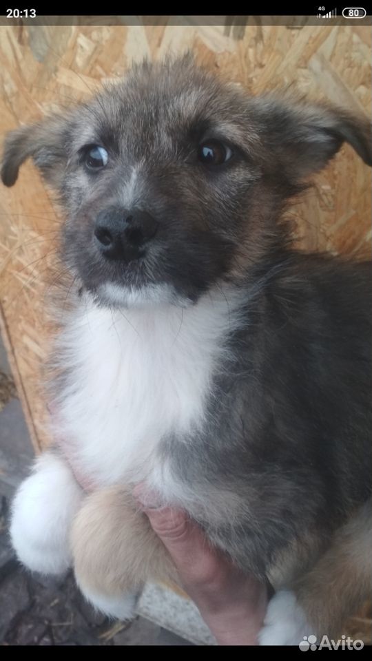 Пушистая красотка 2 месяца