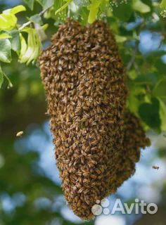 Сниму рой пчел за вознаграждение Вам