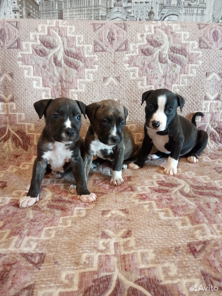 Стаффо детки