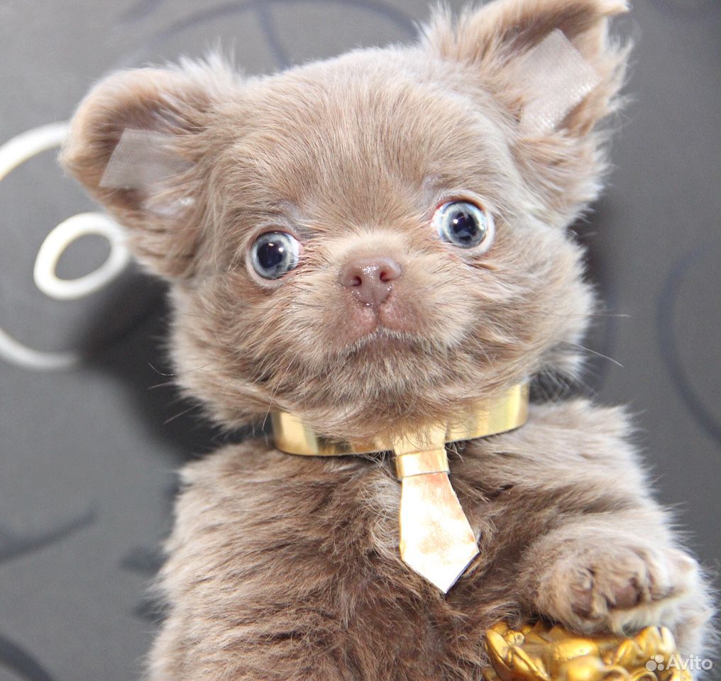 Уникальный лиловый пупс