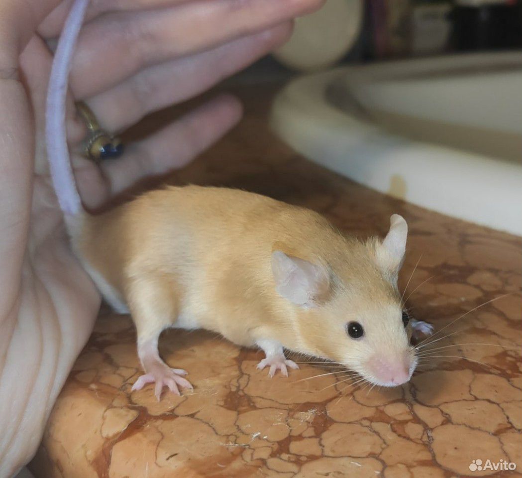 Мышь декоративная