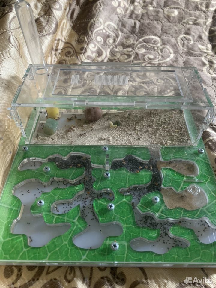 Фурмикарий с муравьями