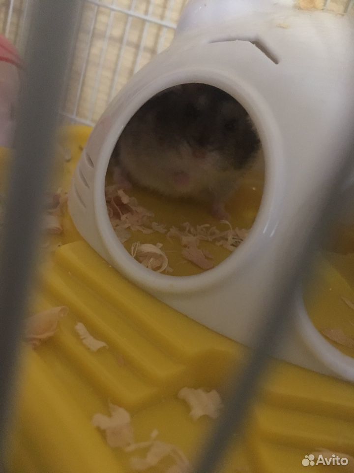 Хомячек джунгарик бесплатно