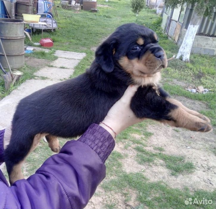 Щенки ротвейлера (кобели)