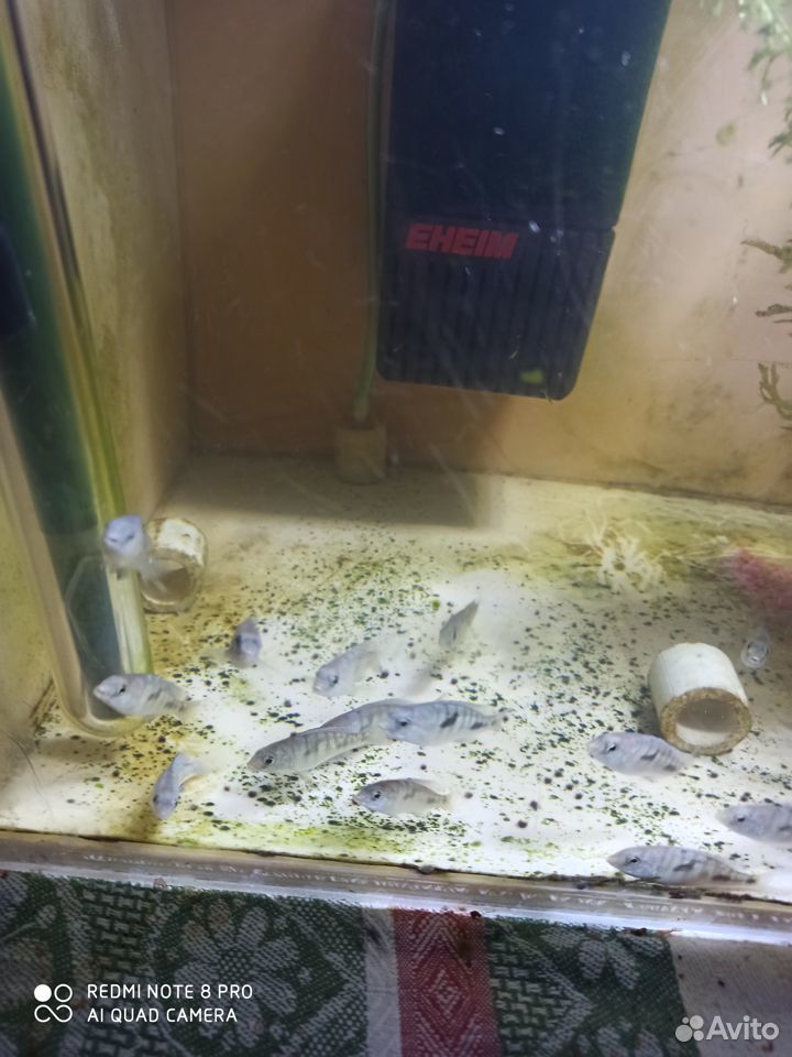 Малек Голубого дельфина