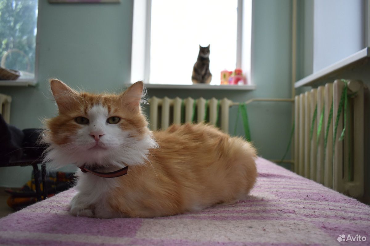 Кот Хамер