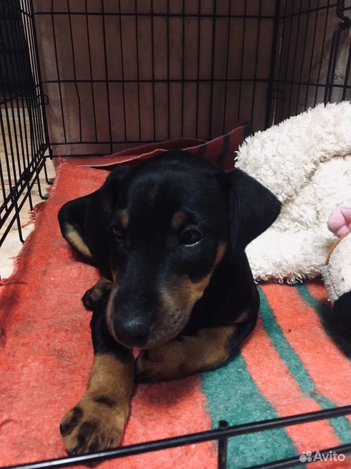 Щенок ягтерьер