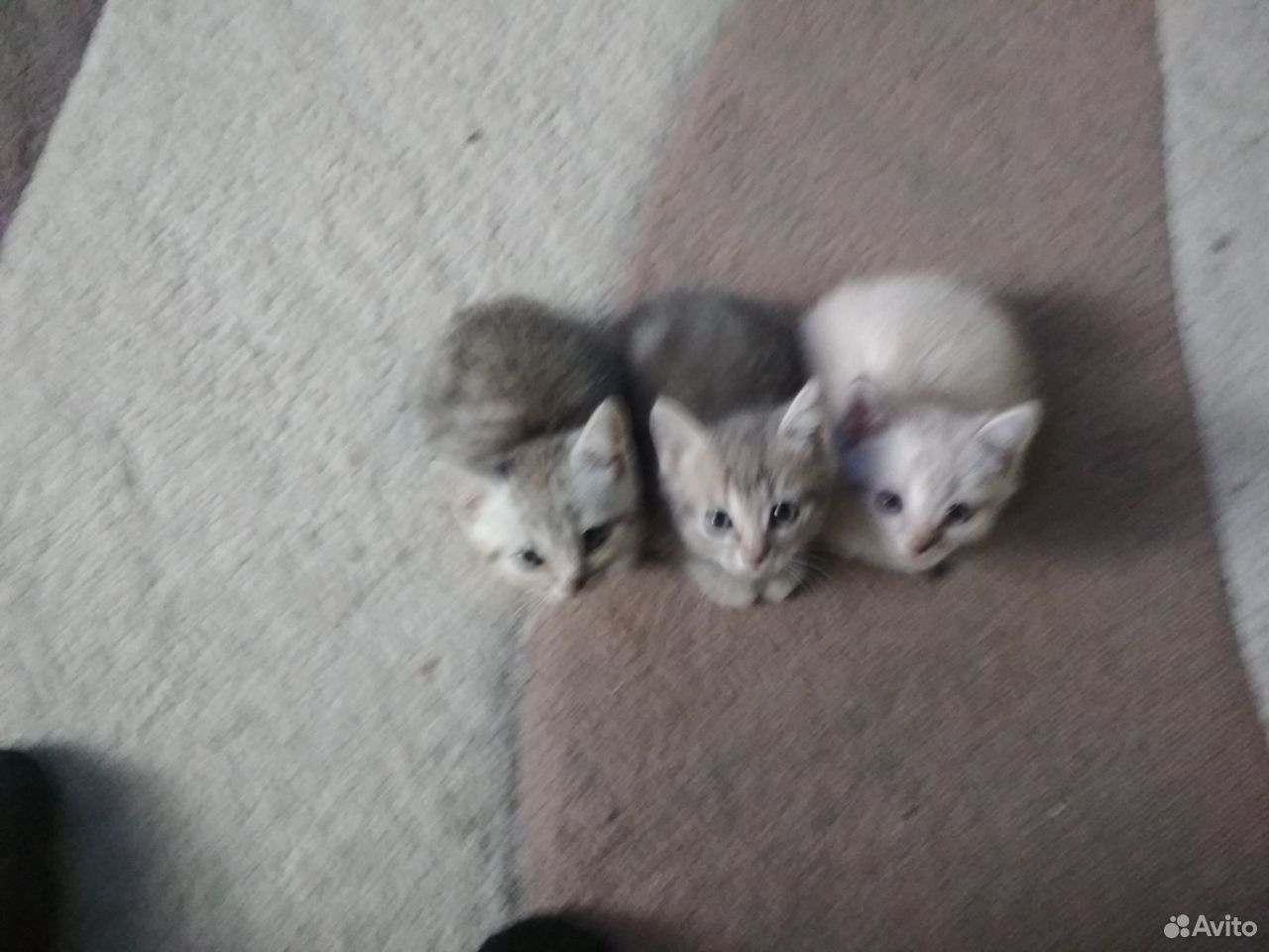 Кошки