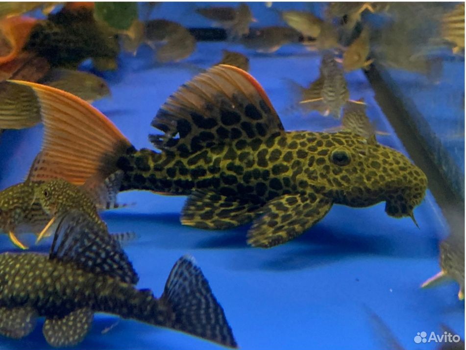 Аквариумные рыбы