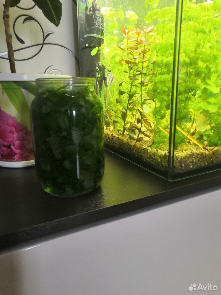 Аквариумная трава