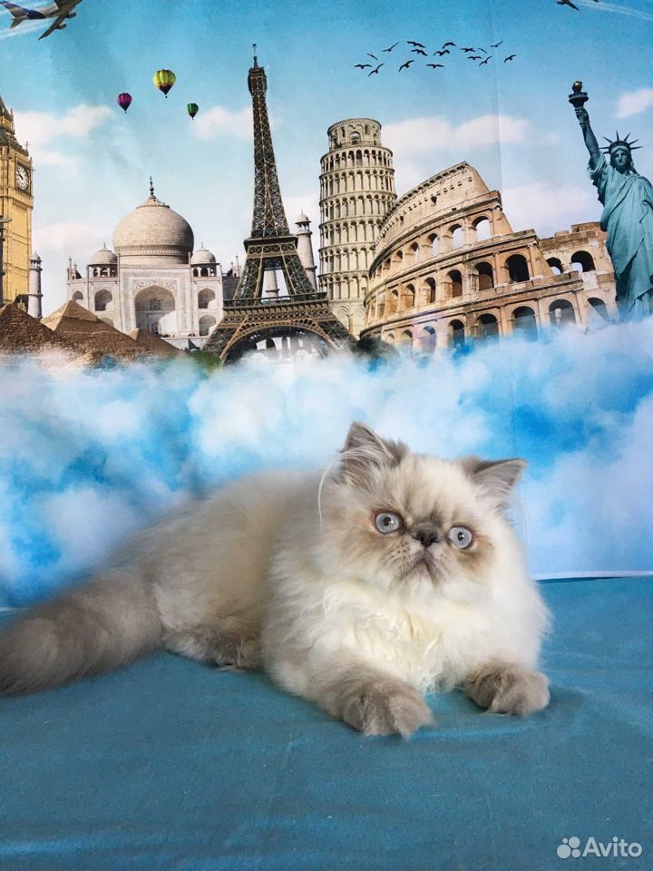 Котёныш-подросток породистый персидский