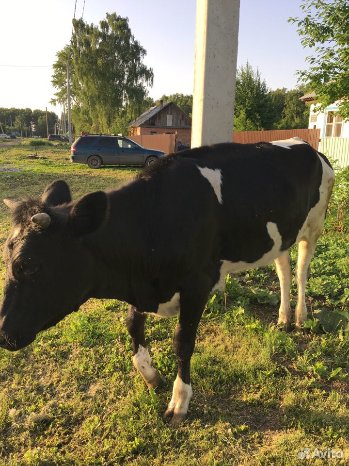 Подаётся телка 1,2 года, стельная (погуляла в конц