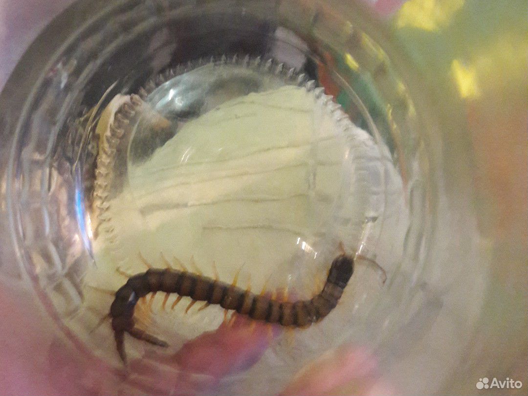 Сколопендра крымская