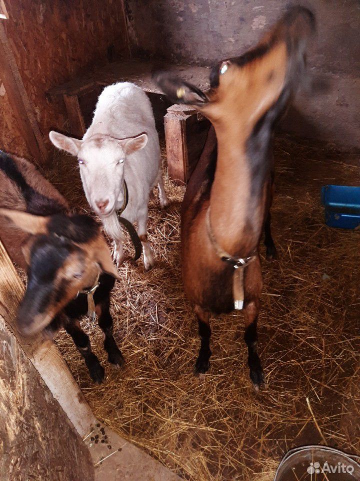 Коза,русская порода