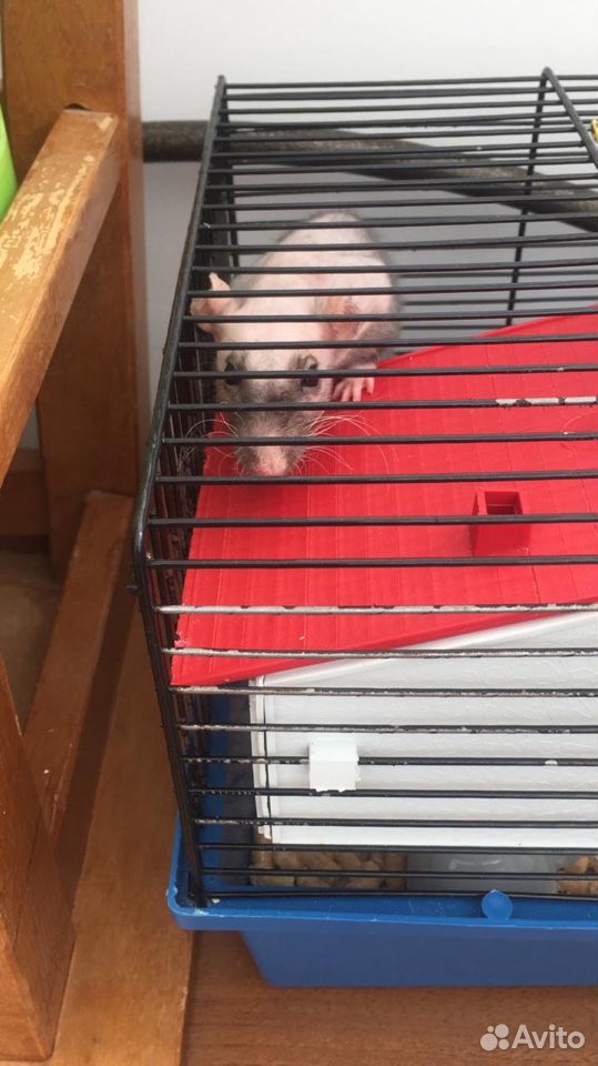 Отдам бесплатно