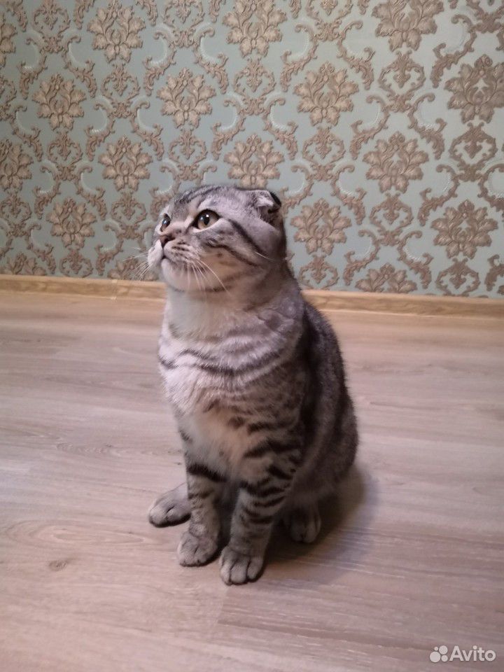 Шотландская
