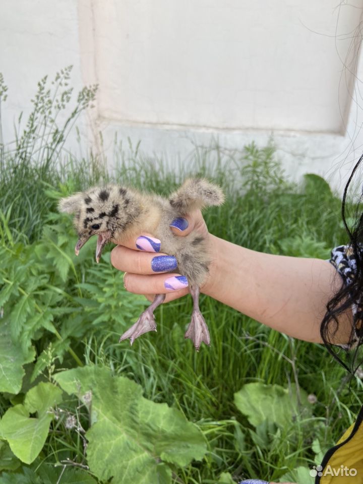 Птенец чайки