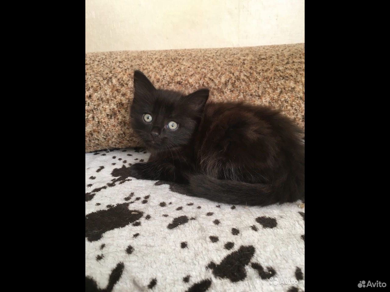 Чёрный котёнок