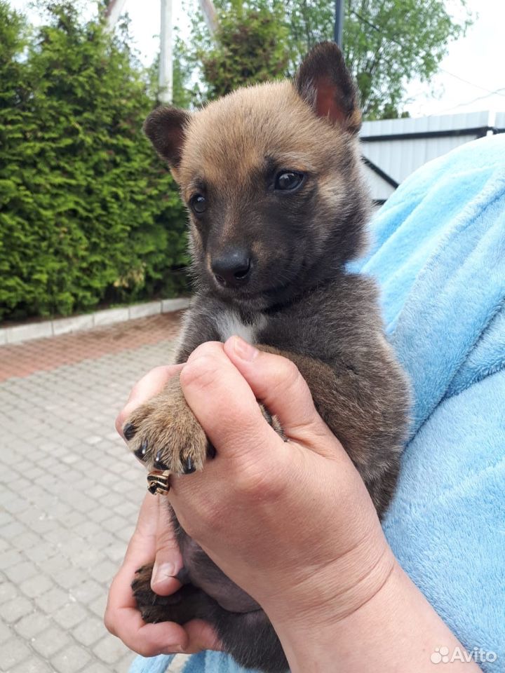 Мишенька ищет дом